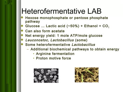 Classification Of Lactic Acid Bacteria Ppt