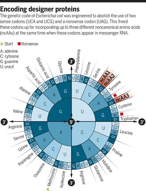 Rewriting The Genetic Code Science