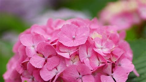 핑크 수국 꽃 배경 화면 2560x1440 배경 화면 다운로드