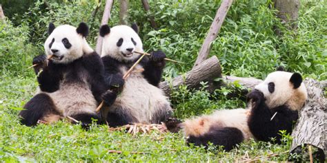 Oso Panda Hábitat Alimentación Y Características