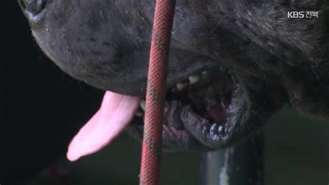 심층k 책임 묻기 어려운 개 물림 사고관리 규정 강화해야 심층k 책임 묻기 어려운 개 물림 사고관리 규정 강화해야