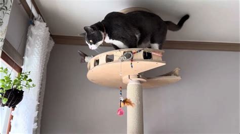 사실 거대 고양이 Youtube