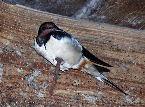 Megérkezett Az Első Füsti Fecske Cenweb Magazin