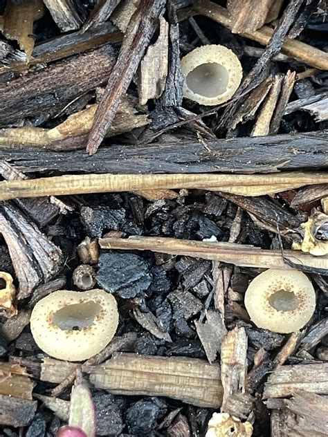 Fungi Identification Rgardening