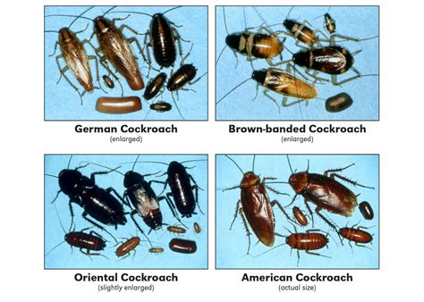 4 Things To Know About German Cockroaches How To Pest