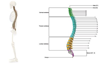 Realign Your Spinal Coding Skills Aapc Knowledge Center