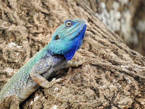 나무에 앉아 있는 파란색과 녹색 도마뱀 사진 Unsplash의 무료 코스타리카 이미지