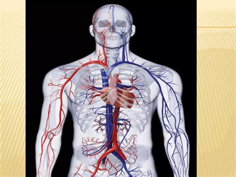 тархины бүтэц Ppsx