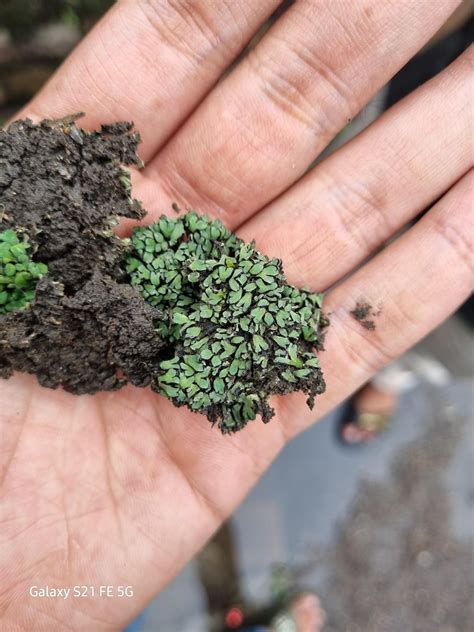 Bryophytes Rbryology