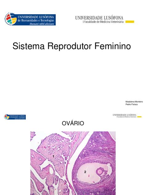 Atlas De Citologia E Histologia Ii Reprodutor Feminino Pdf