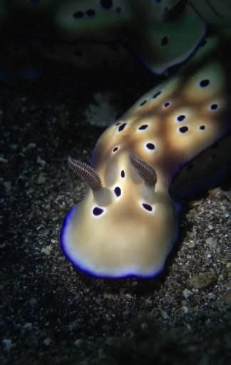 Tinker Bell Edit Artofit