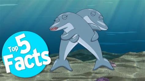 Top 5 Freaky Facts About Dolphin Sex Articles On WatchMojo Com