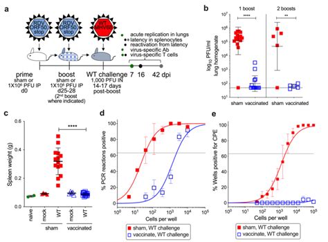 Vaccination With RDV RDV 50 Stop Reduces Acute Replication