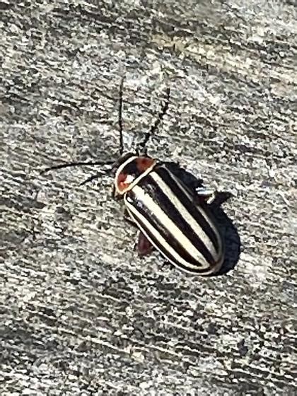 Black And White Striped Beetle Disonycha Bugguidenet