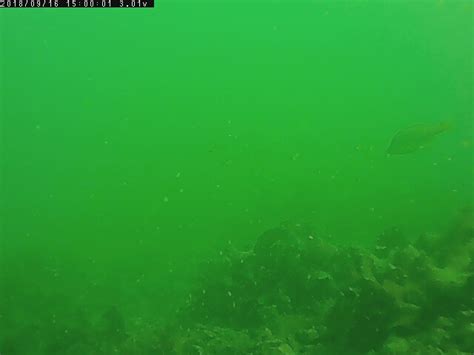 Kurodai Mebaru Object Detection Dataset By New Workspace Isadx