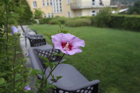 Трябва ли да се страхуваме да настаним възрастен роднина на дом за стари хора Dothemix Bg