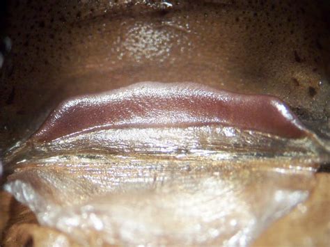 How To Sex Your Tarantula Tarantula Forum