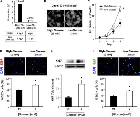 Frontiers Excess Glucose Impedes The Proliferation Of Skeletal Muscle