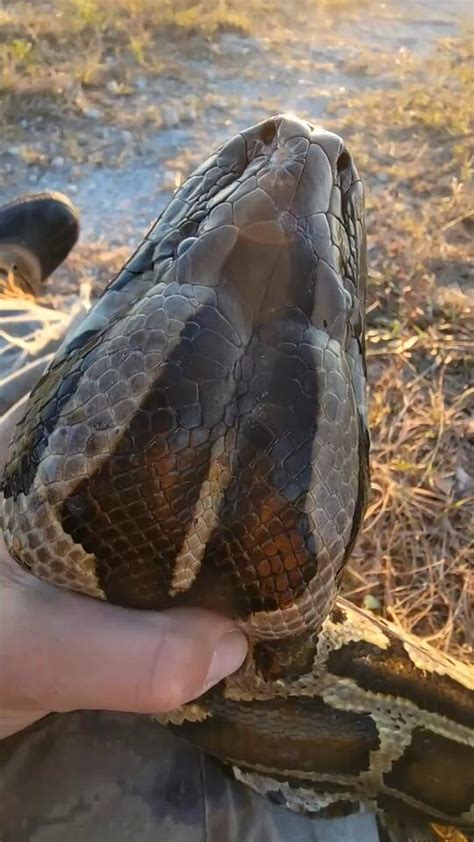 Florida Man Laying In The Middle Of The Road With A Big Python I Think