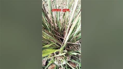 লেমন গ্রাস Shorts Youtube