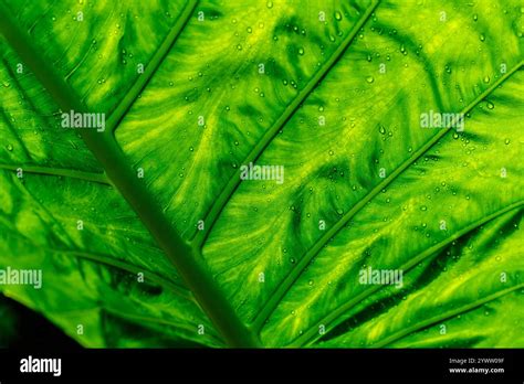 Lush Green Leaf Showcases Intricate Textures And Water Droplets