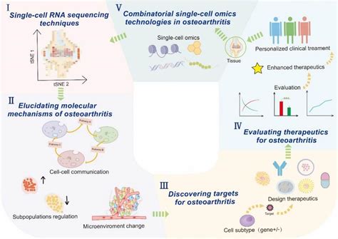 我院苏佳灿教授团队在生物学一区期刊《cell proliferation》上发表了关于单细胞rna测序技术在骨关节炎运用的综述 上海大学转化医学研究院