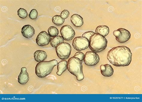 Pathogenic Yeast Fungus Cryptococcus Stock Illustration Illustration