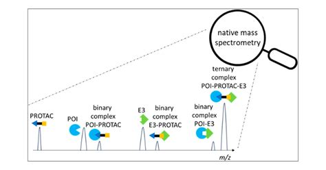 Native Mass Spectrometry Insights And Opportunities For Targeted Protein Degradation