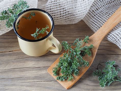 Mugwort Tea Benefits Side Effects Taste Dosage And More