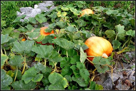 Kalabasa Cucurbita