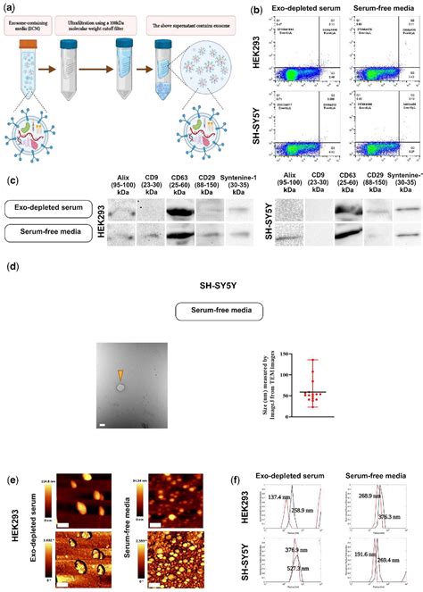Figure 4 From A Methodological Primer Of Extracellular Vesicles