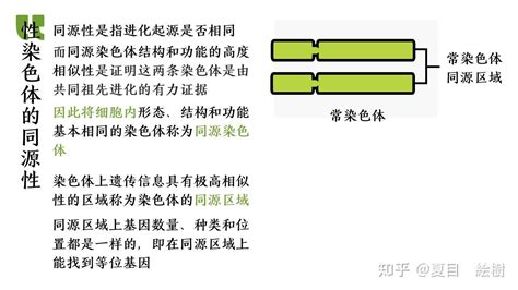 基因传递规律篇 236 基因在性染色体上的遗传规律 高中生物一轮笔记 知乎