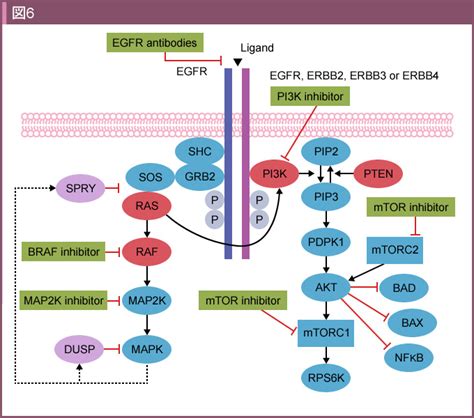 図6 第3回 大腸癌のバイオマーカーGI pedia消化器癌治療の広場 GI cancer net