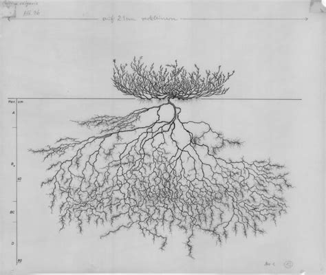 Dig Into An Enormous Archive Of Drawings Unveiling The Complex Root