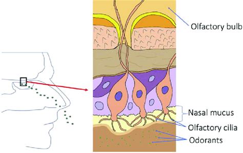 Odorants Reaching The Nasal Mucus Left And Structure Of An Olfactory Download Scientific