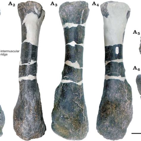 Susannah Maidment Researcher Phd Cantab Natural History Museum