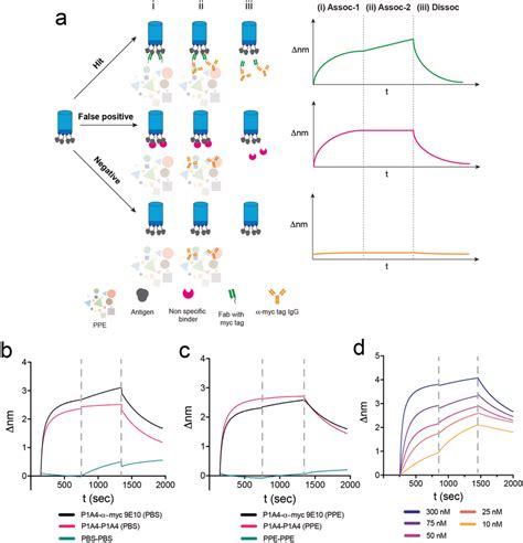 Biolayer Interferometry Antibody Screen Bias Scheme And Control Download Scientific Diagram