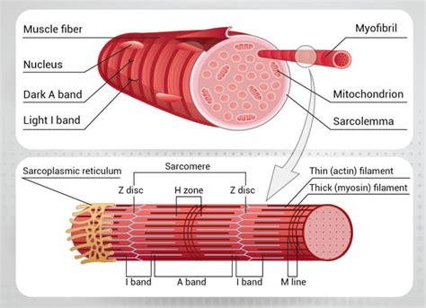 Create Medical Illustrations For You By Polinashu Fiverr