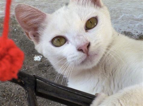 4 Signs That Indicate Your Cat Is Sick How To Spot One