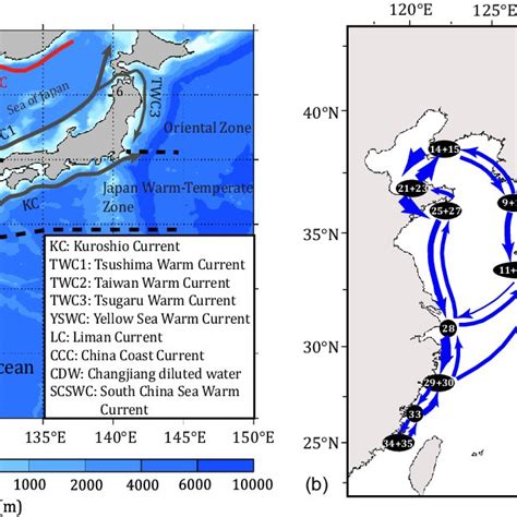 The Life History Of Sargassum Thunbergii A Sporophyte B Mature Male