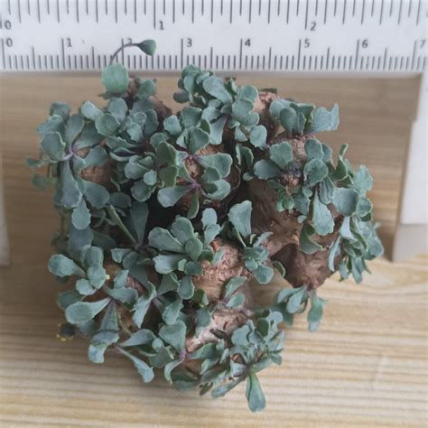 Yahoo オークション F605 サボテン 稀少 珍奇塊根植物 Cacalioides