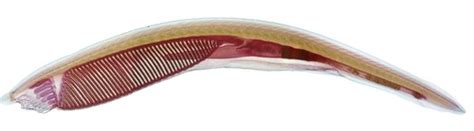 Vert Midterm Lab Practical Flashcards Quizlet