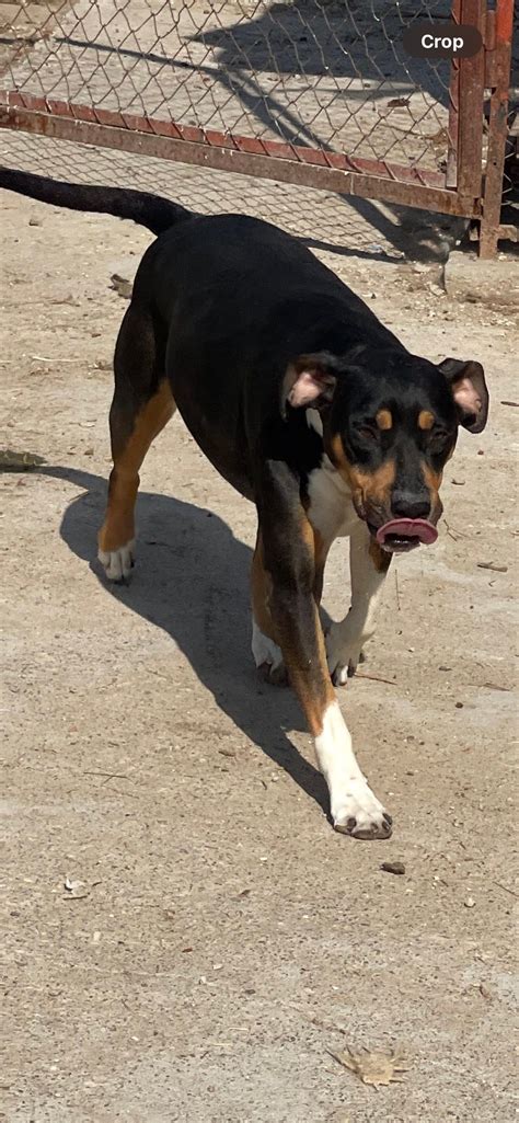 Спаси Живот Штип Здружение за заштита на животни Дали некој го има видено кучето Пред