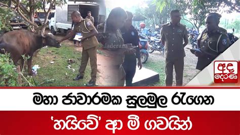 මහා ජාවාරමක සුලමුල රැගෙන හයිවේ ආ මී ගවයින් Youtube