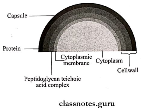 Staphylococcus Class Notes