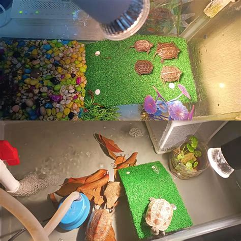 Turtle Resting Basking Platform Simulation Grass Turtle Ramp Lawn