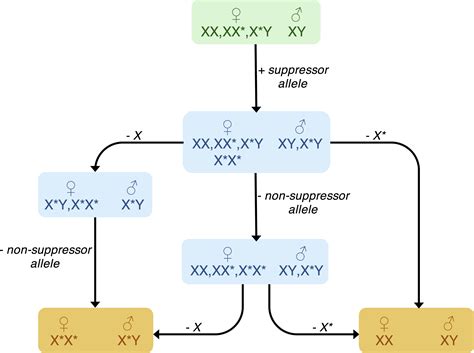 Multiple Sex Chromosome Drivers In A Mammal With Three Sex Chromosomes