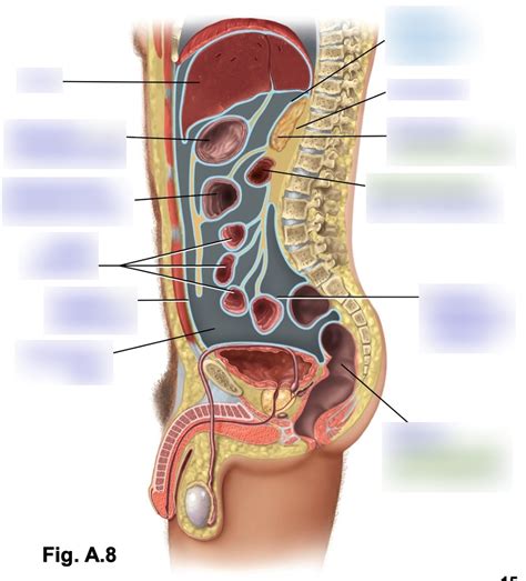 Abdominal Cavity Retroperitoneal Organs Diagram Quizlet