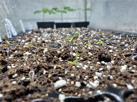 Determinate And Indeterminate Tomatoes What Is The Difference