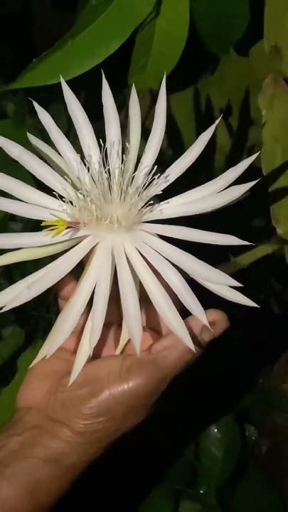 රෑ 12 ට පිපෙන මේ මල මොකක්ද බුදු දහම☸️ අදහන හැමෝම Like එකක් දාන්න🙏🫶🏻 Youtube